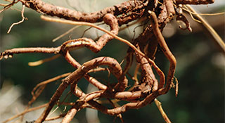 Chitrak: Getting to Know Your Herbal Allies – Banyan Botanicals