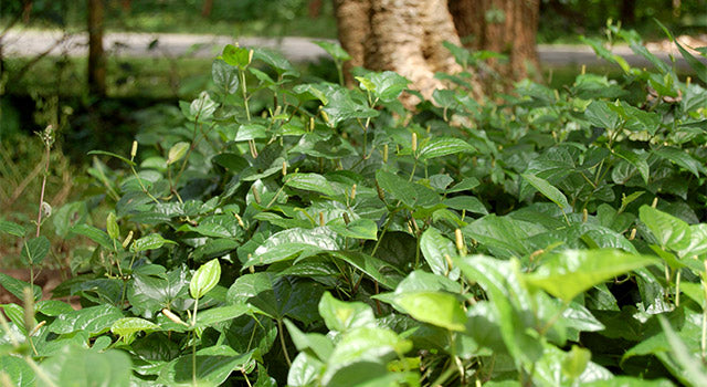 Pippali: Getting to Know Your Herbal Allies – Banyan Botanicals