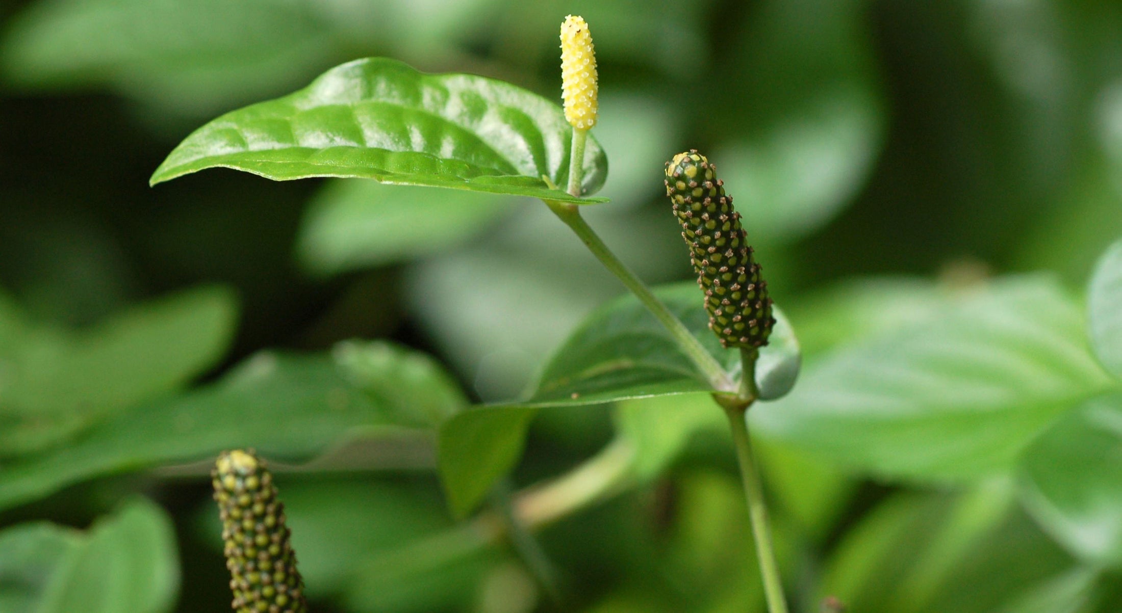 Cooking with Pippali: Sweet & Spicy Recipes – Banyan Botanicals