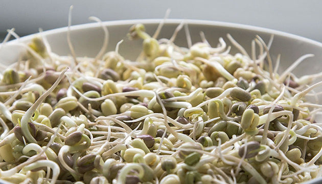 Mung Bean Sprouts – Banyan Botanicals