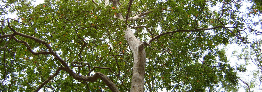 The Benefits of Arjuna | Ayurveda's Quintessential Herb for ...