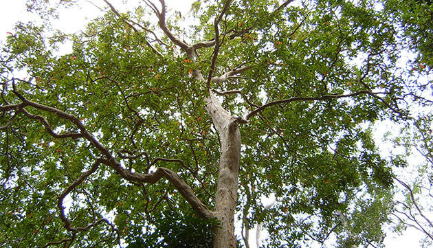 Ayurvedic Herbs | Reference Guide – Banyan Botanicals