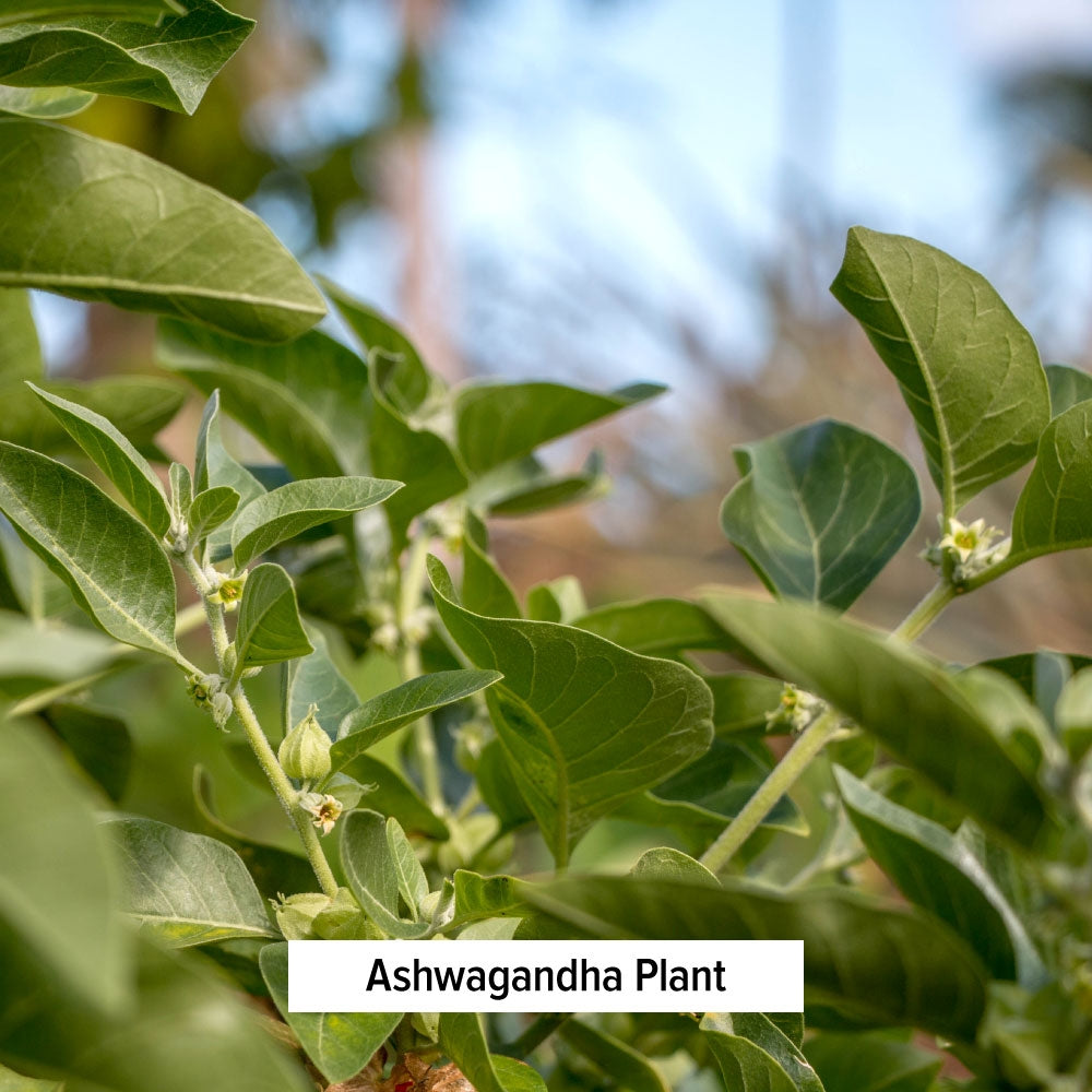 Ashwagandha Extract | Ashwagandha Root Extract | Withania Somnifera ...
