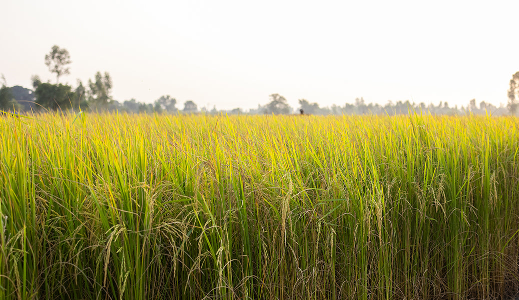 Basmati Rice | Organic Rice | Easily Digestible Grain for Healthy ...