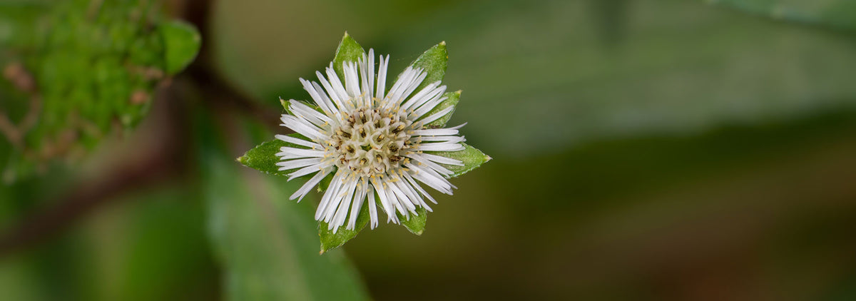 Bhringaraj Benefits & Uses | Ayurvedic Herbs – Banyan Botanicals