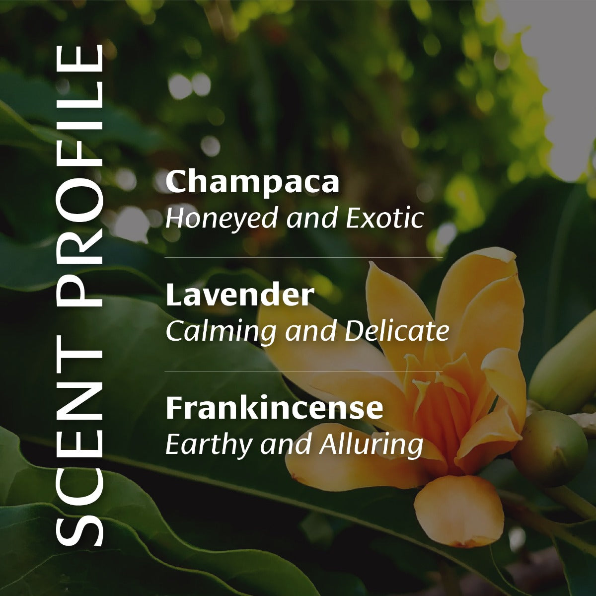 Body Oil - for all skin types with jojoba oil, vitamin E and rosehip ...