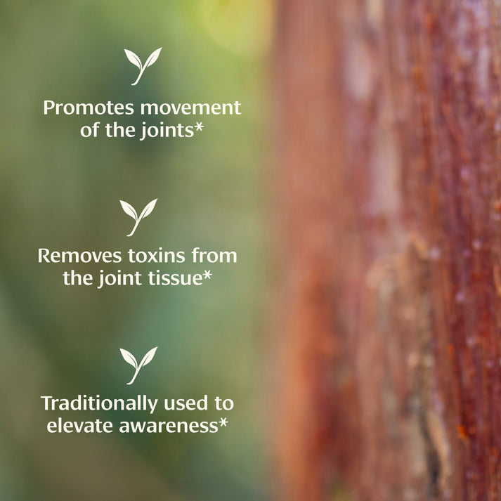 Organic Boswellia Serrata Resin Powder | Indian Frankincense Powder ...