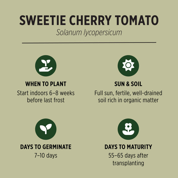 Organic Cherry Tomato Seeds | Sweetie Cherry Tomato | Banyan Botanicals