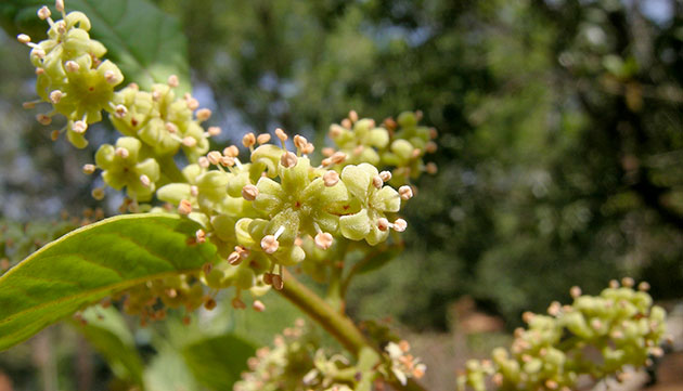 Ayurvedic Herbs | Reference Guide – Banyan Botanicals