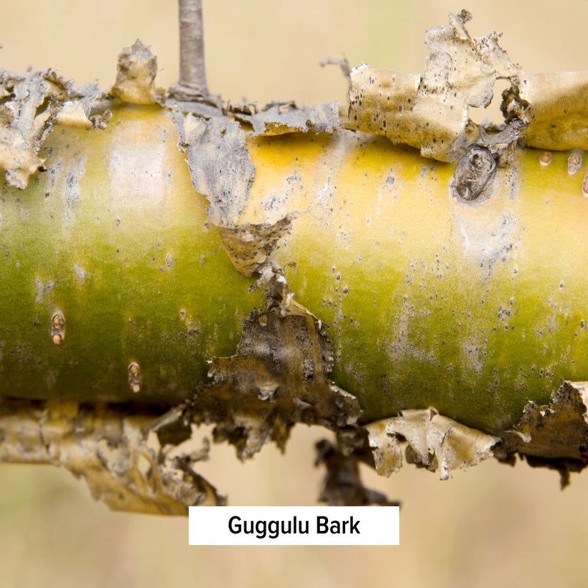 Organic Commiphora Mukul (Guggulu Powder ) | Ayurvedic Herbs – Banyan ...