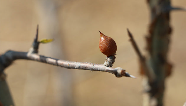 Ayurvedic Herbs | Reference Guide – Banyan Botanicals