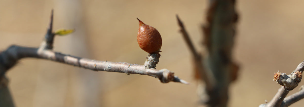 Guggulu Health Benefits - Ayurvedic Herbs – Banyan Botanicals