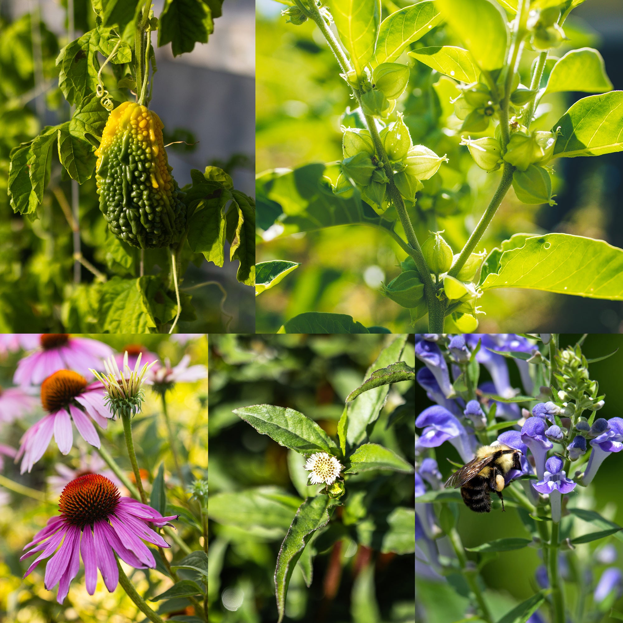 Organic Garden Seeds: Open Pollinated, Organic, Non-GMO Seeds – Banyan ...