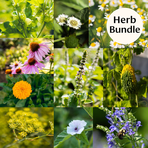 Herb Seed Bundle | Non-GMO, Organic Herb Seeds for Sale – Banyan Botanicals