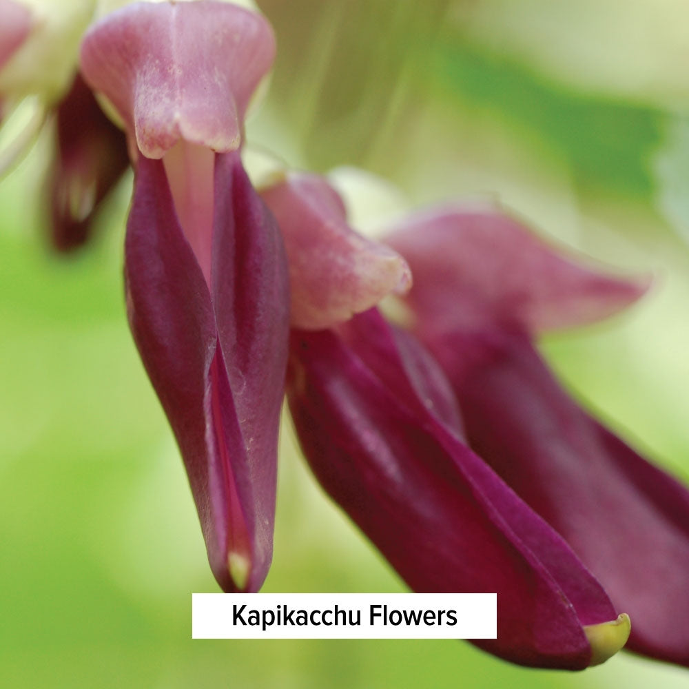 Kapikacchu Powder | Mucuna Pruriens Powder (Velvet Bean) – Banyan ...