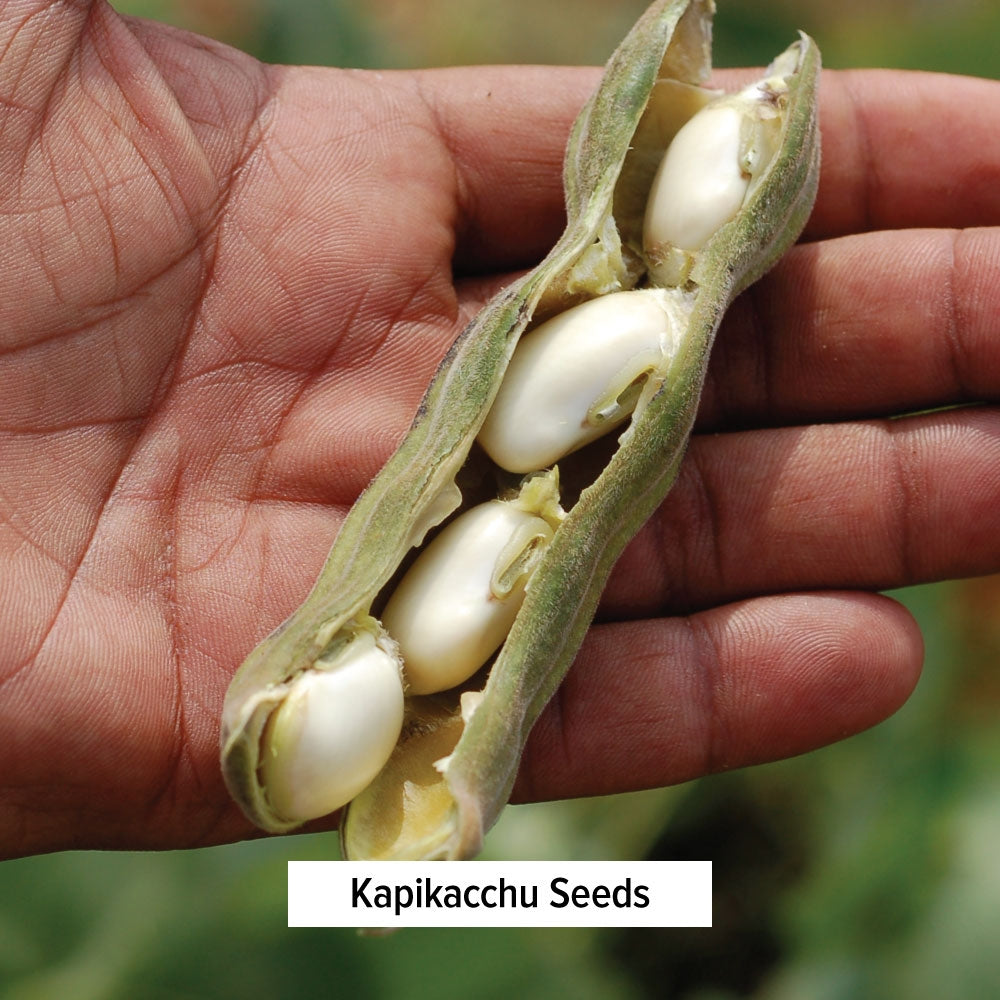 Kapikacchu Powder | Mucuna Pruriens Powder (Velvet Bean) – Banyan ...