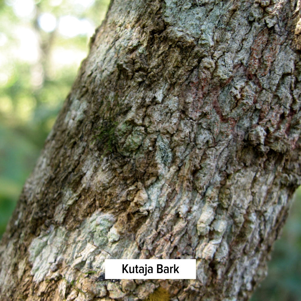 Kutaja Powder (Holarrhena Antidysenterica) | Herbs to Support Natural ...