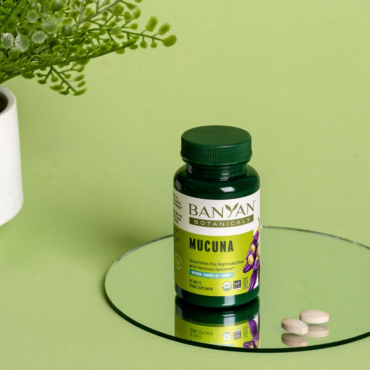 Mucuna Pruriens Supplements | Velvet Bean Supplements (Kapikacchu ...