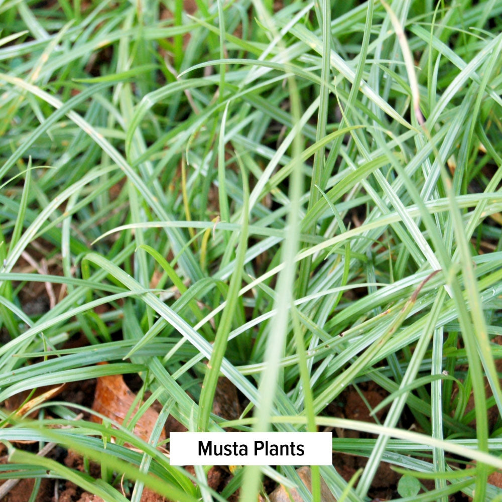 Musta Powder (Cyperus Rotundus) | Organic Musta Powder | Ayurvedic ...