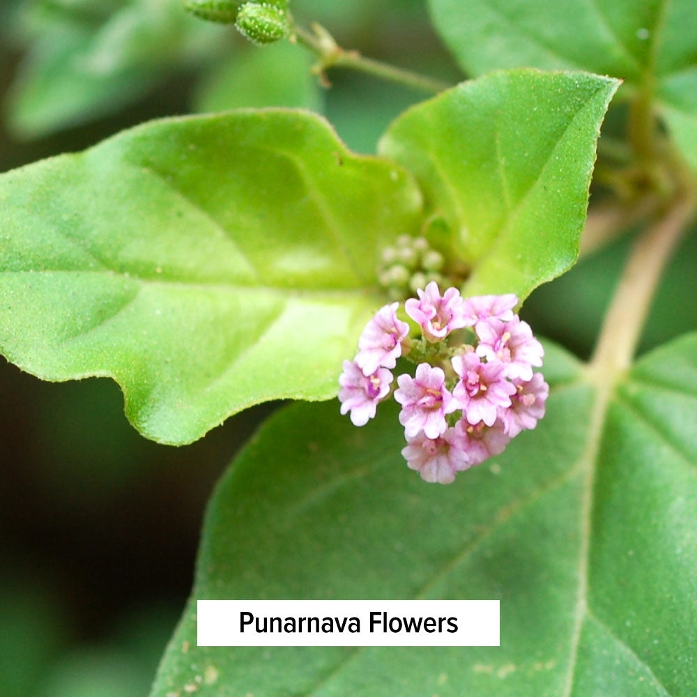 Punarnava | Organic Punarnava Powder | Boerhavia Diffusa – Banyan ...
