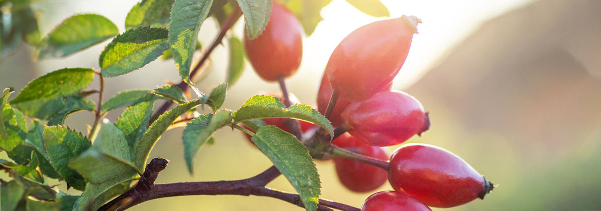The Benefits of Rosehip Oil in Skin Care – Banyan Botanicals
