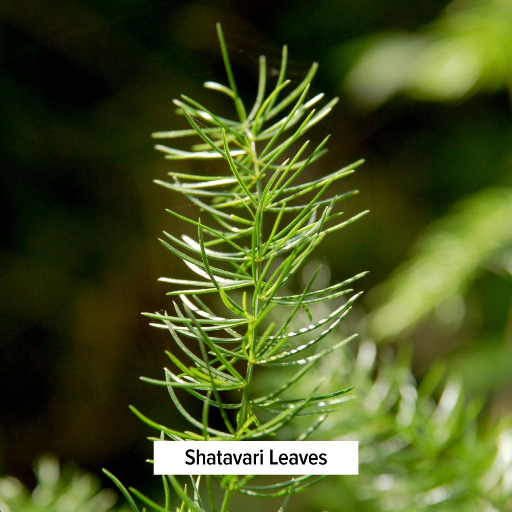 Shatavari Powder | Organic Asparagus Racemosus – Banyan Botanicals