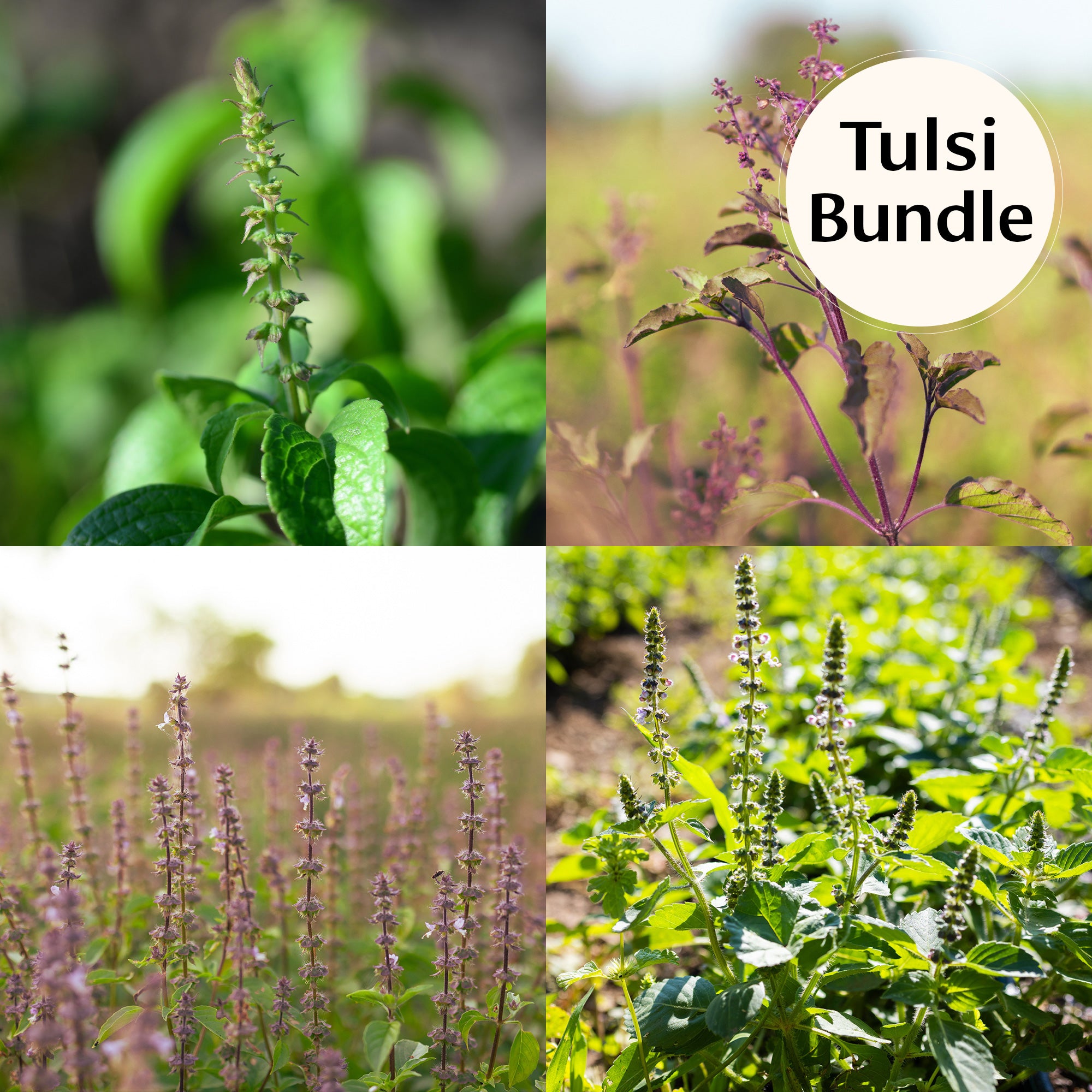 Tulsi (Holy Basil) Seed Bundle | 4 Organic Tulsi Varieties – Banyan ...