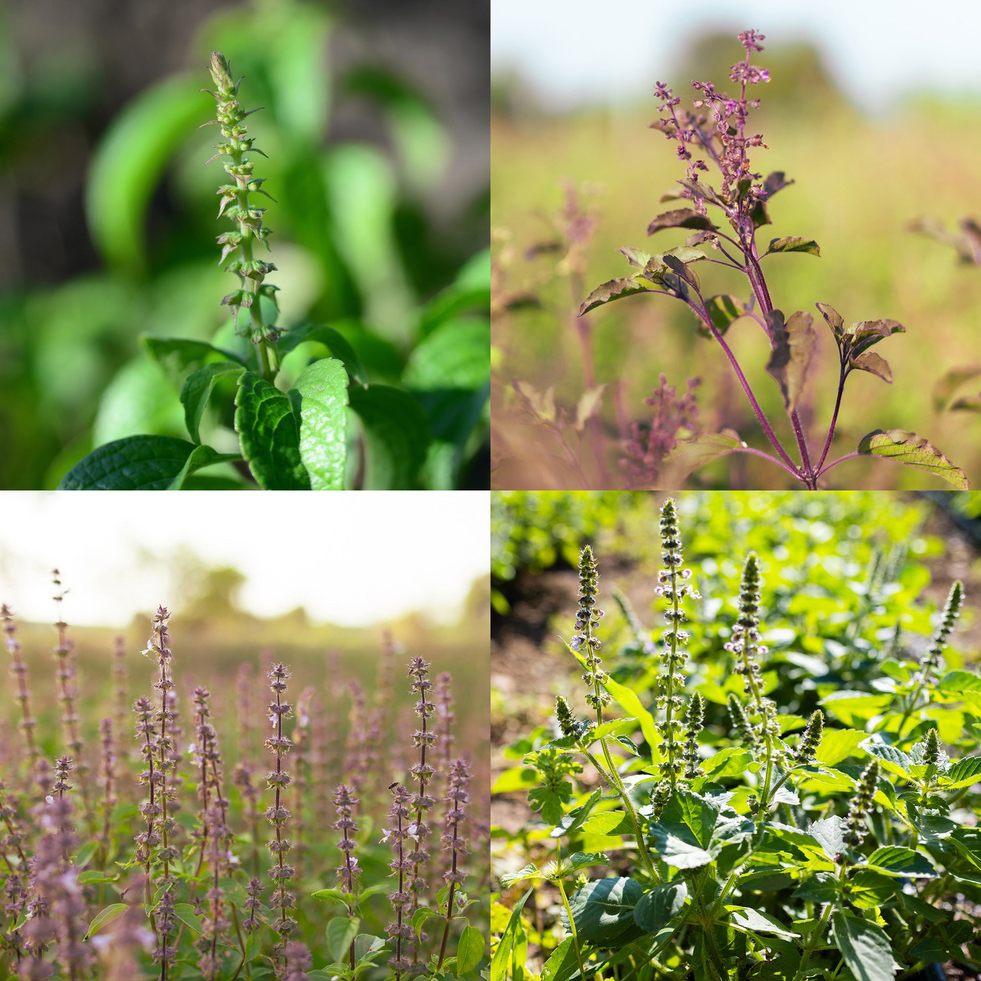 Organic Garden Seeds: Open Pollinated, Organic, Non-GMO Seeds – Banyan ...