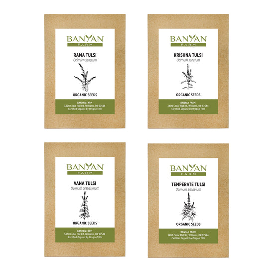 Tulsi (Holy Basil) Seed Bundle | 4 Organic Tulsi Varieties – Banyan ...