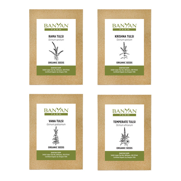 Tulsi (Holy Basil) Seed Bundle | 4 Organic Tulsi Varieties – Banyan ...