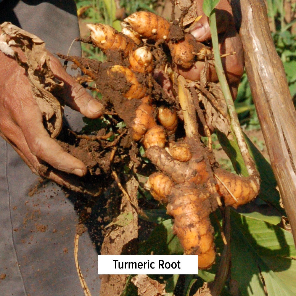 Turmeric Powder | Organic Turmeric with Curcumin | Organic Spices ...