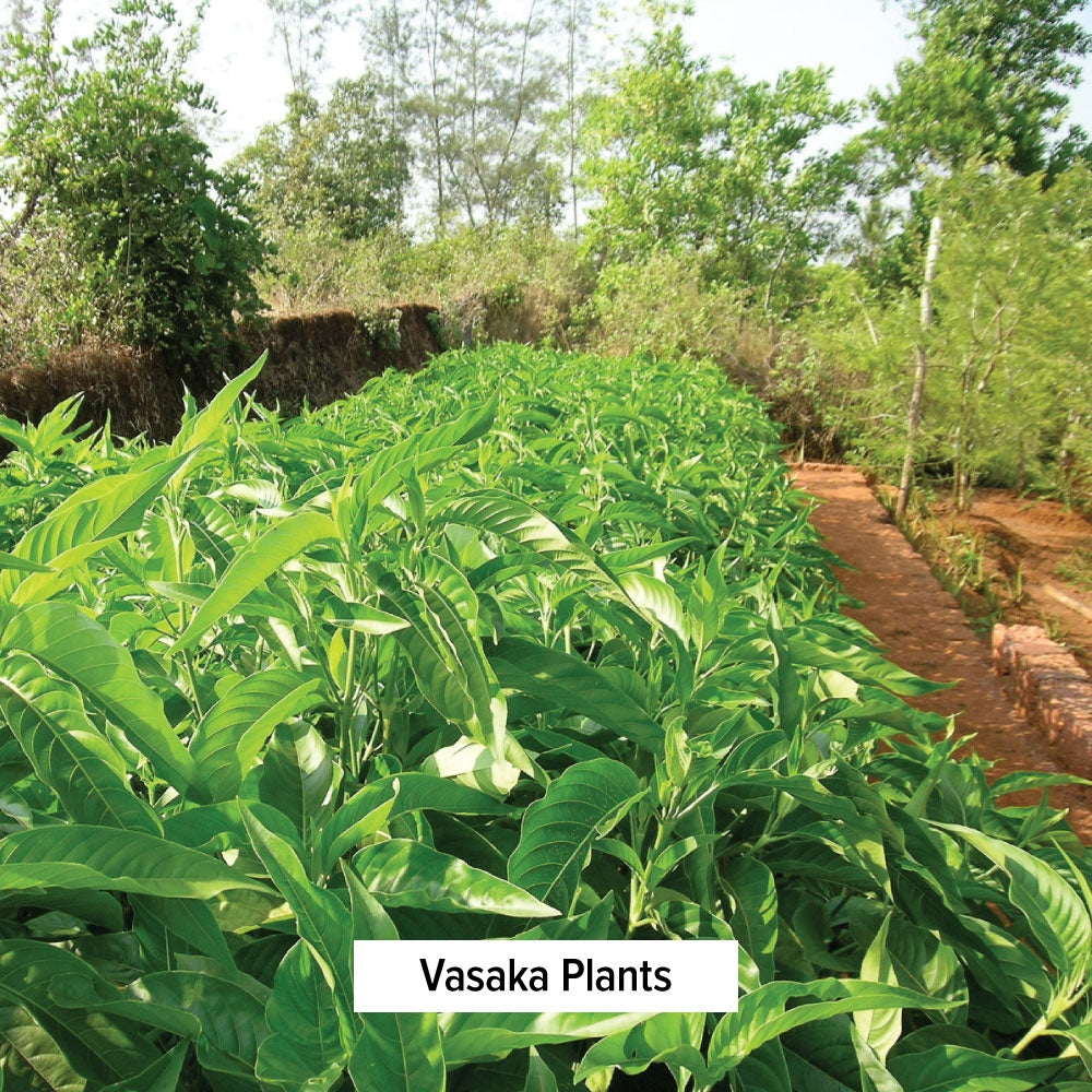 Vasaka Powder | Adhatoda Vasica | Organic Vasaka Powder – Banyan Botanicals