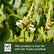 Vasaka Powder | Adhatoda Vasica | Organic Vasaka Powder – Banyan Botanicals