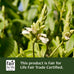 Vasaka Powder | Adhatoda Vasica | Organic Vasaka Powder – Banyan Botanicals