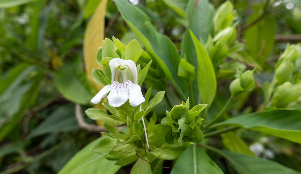Vasaka Powder | Adhatoda Vasica | Organic Vasaka Powder – Banyan Botanicals